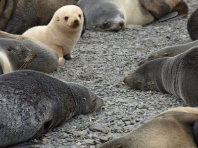 Higher Predators - Bird Island - Seal monitoring - British Antarctic Survey