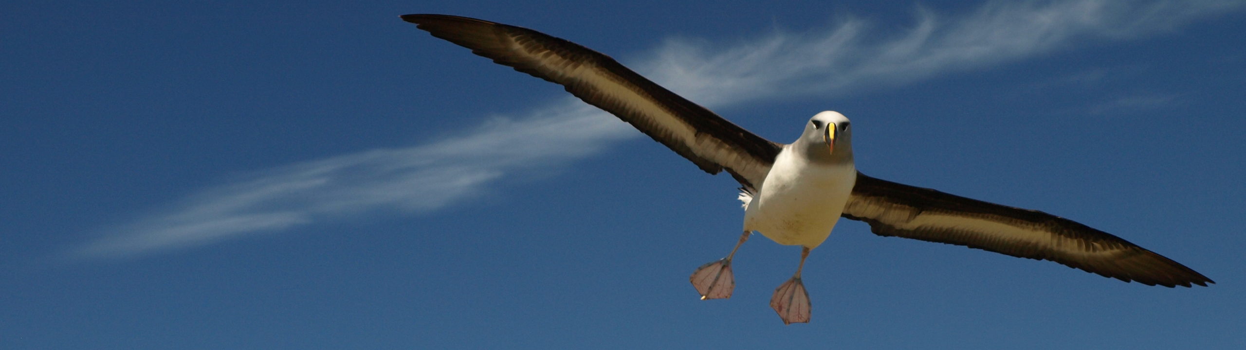 Higher Predators - Bird Island - Albatrosses and giant petrel ...