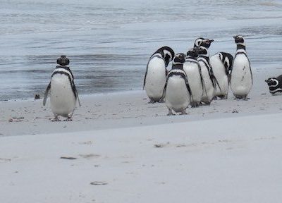 Study sheds light on penguin evolution - British Antarctic Survey - News
