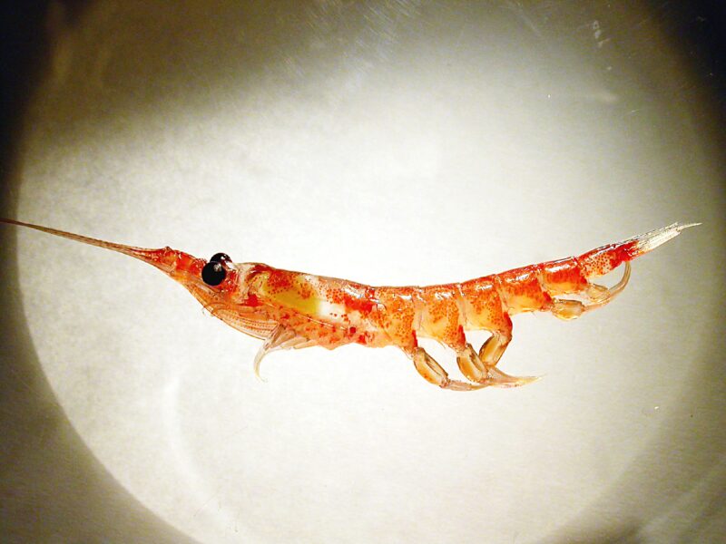 Krill’s influence on CO2 and global climate - British Antarctic Survey