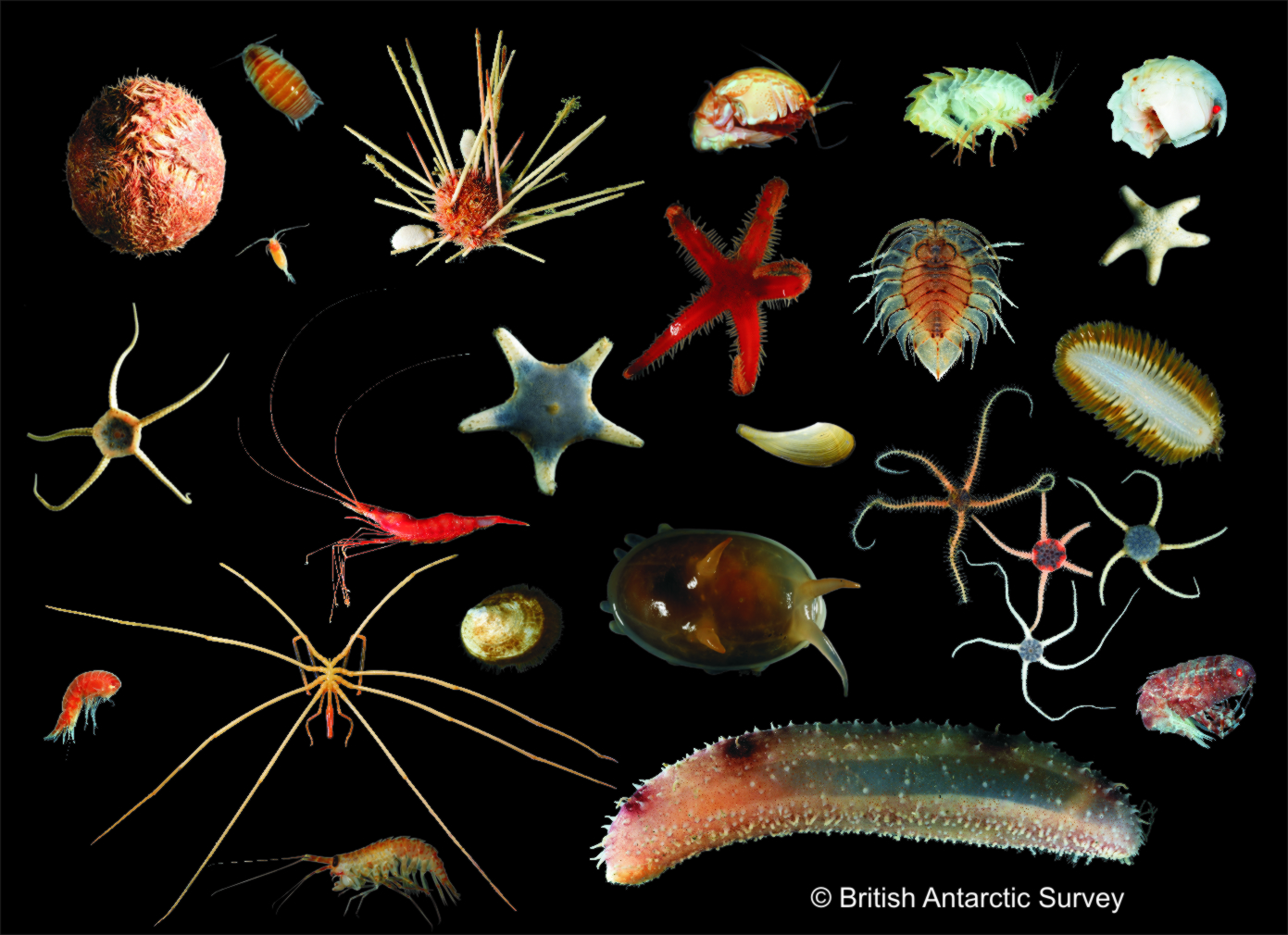 Ocean Benthos