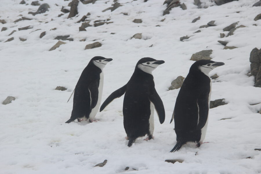 ISLAND SCIENCE: Living in Harmony - British Antarctic Survey