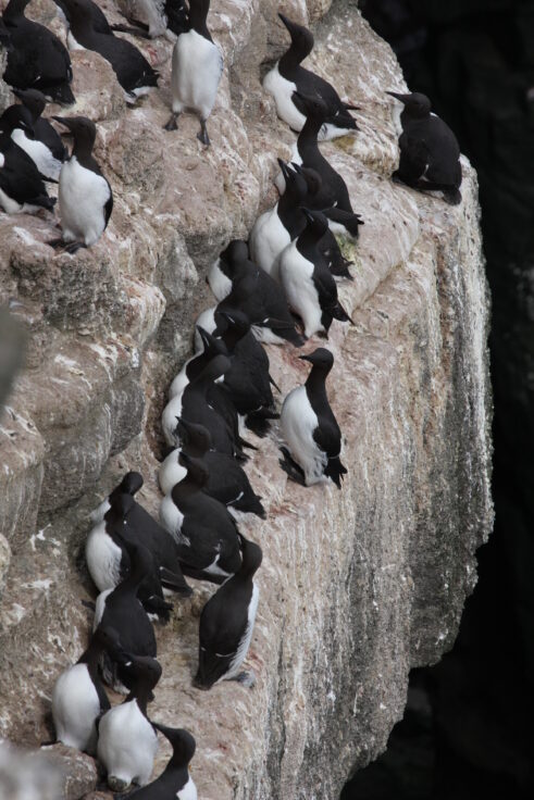 SCIENCE IN THE FIELD: Researching seabird species (1) - British ...