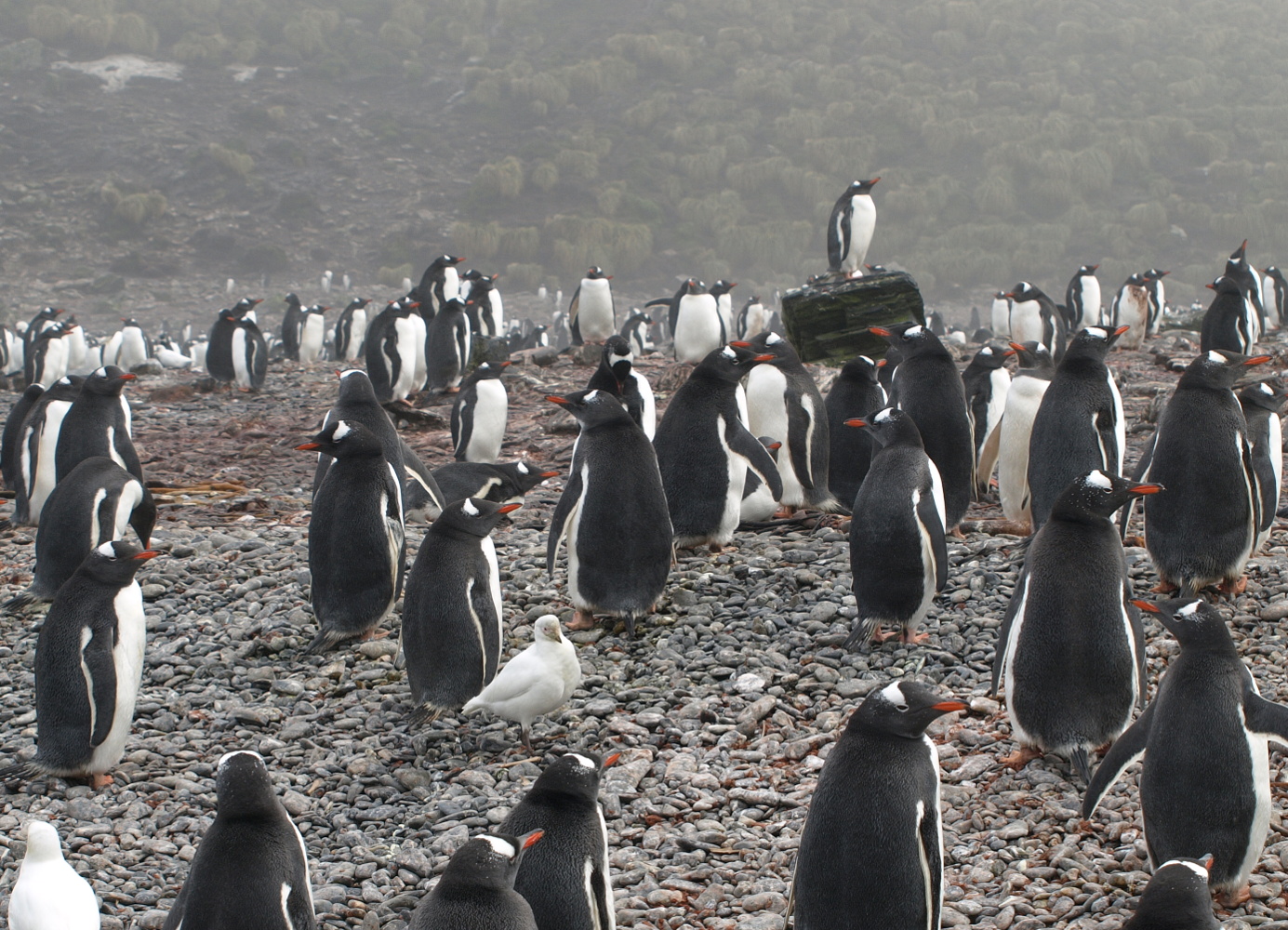 Gentoo Penguin Tracking - British Antarctic Survey