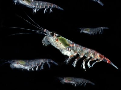 Antarctic krill take refuge from climate change - British Antarctic ...