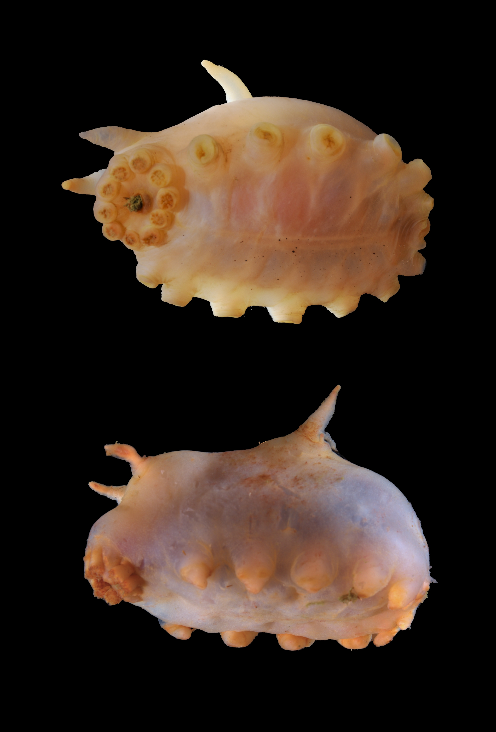 Expedition heads to newly exposed Antarctic ecosystem - British ...