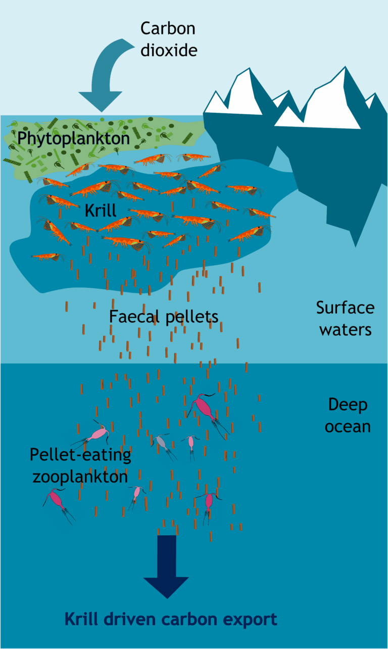 Krill swarms responsible for 'hidden' carbon storage - British ...
