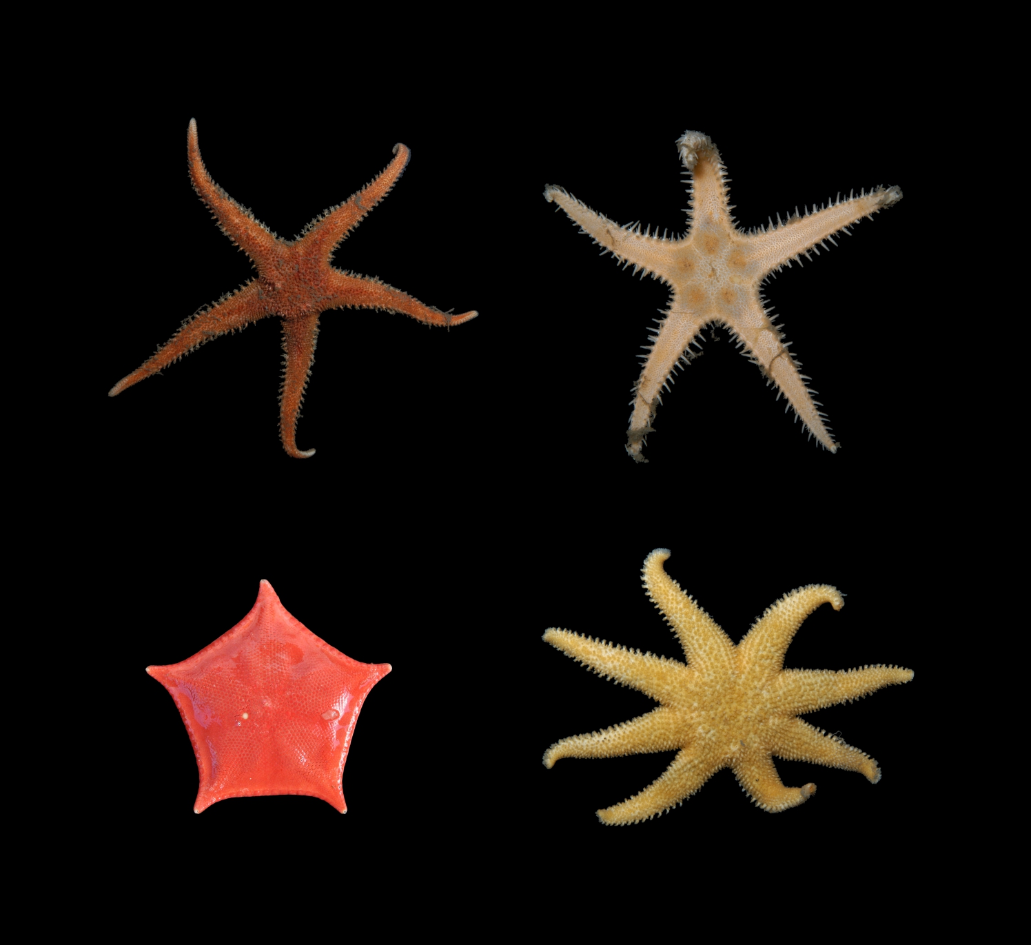 Expedition heads to newly exposed Antarctic ecosystem - British ...