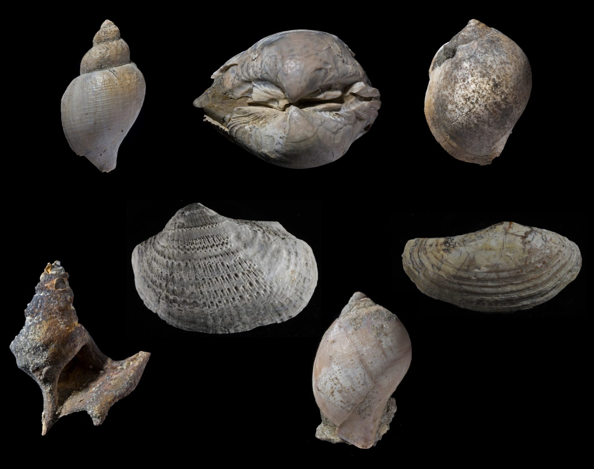 The evolution and ecology of Antarctic sea floor communities - British ...