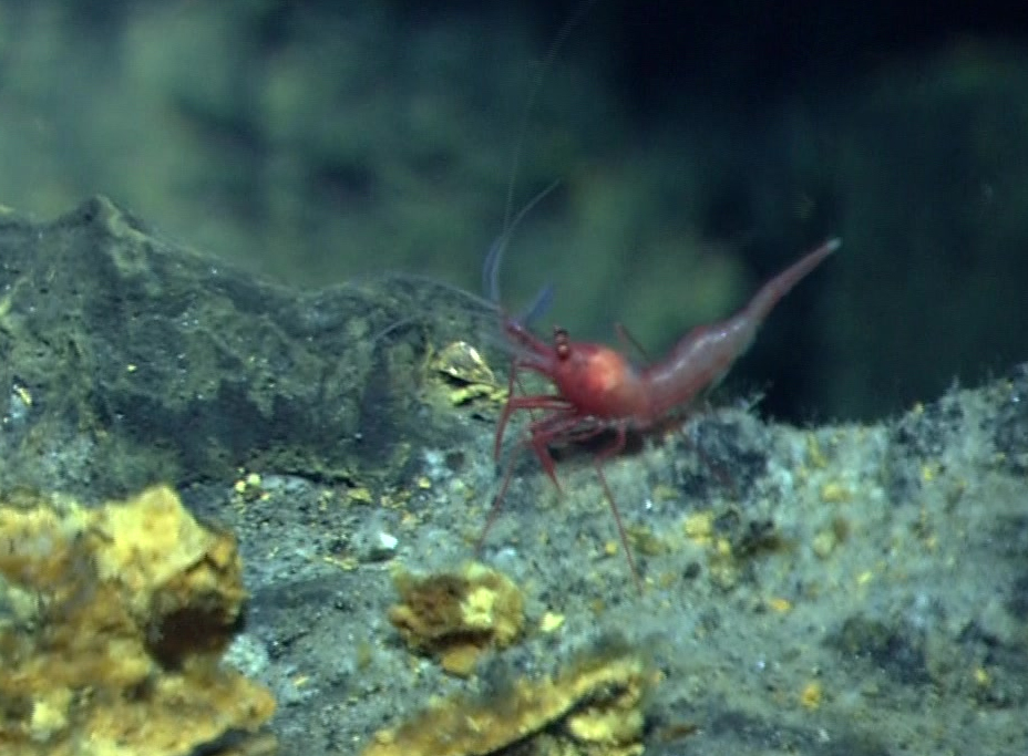 Eualus amandae (Deacapoda: Caridea: Thoridae) is an indicator of active ...