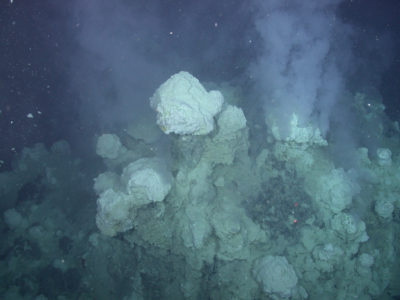 Fauna of the Kemp Caldera and its upper bathyal hydrothermal vents ...