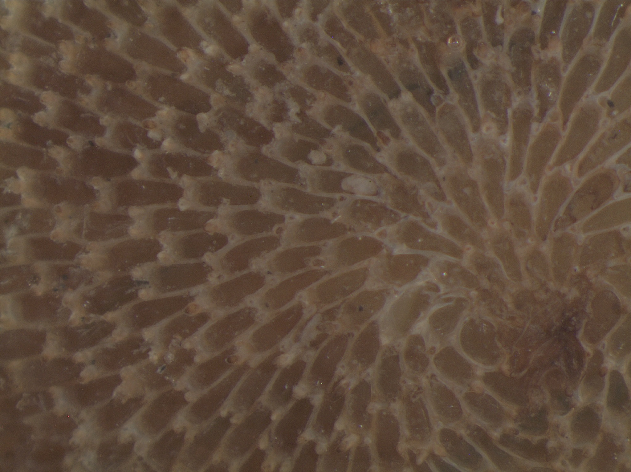 Invading species 'hitches a ride' on kelp to reach Antarctica - British ...