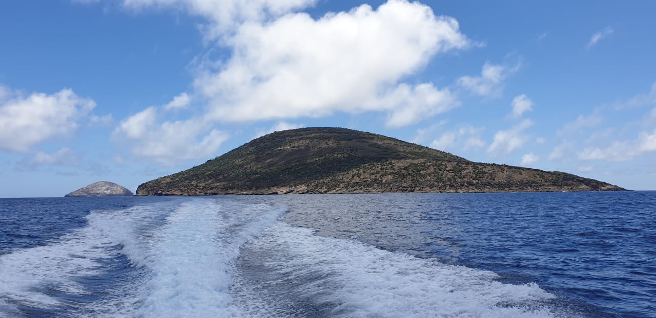 Guest Blog - Petrels on Round Island, Mauritius - British Antarctic ...