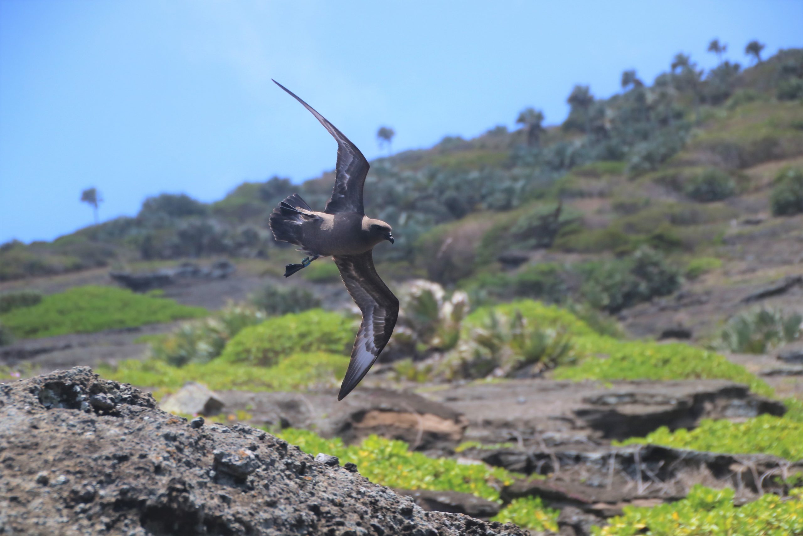 Guest Blog - Petrels on Round Island, Mauritius - British Antarctic ...