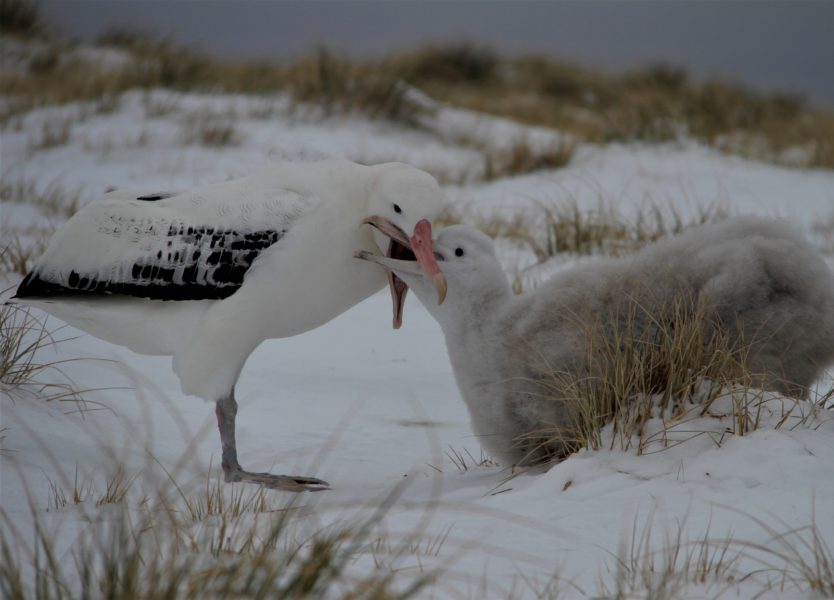 Wandering albatross tracking at Bird Island - British Antarctic Survey ...