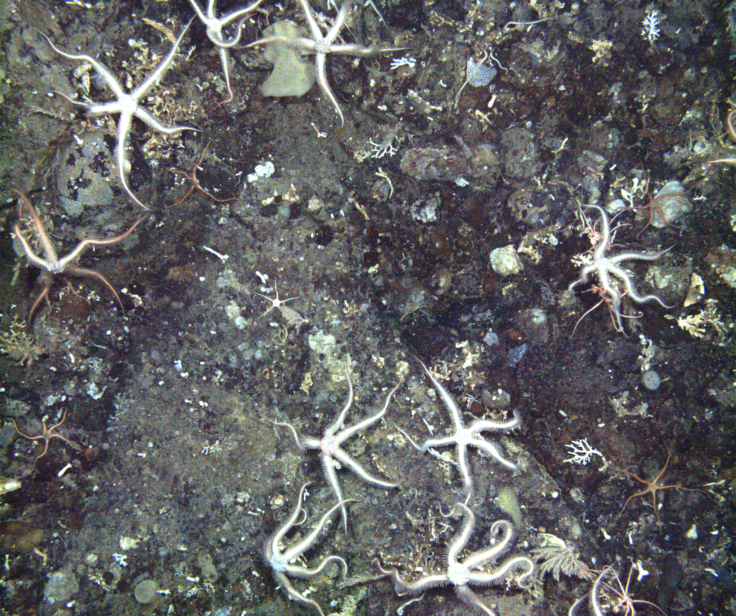 Benthic ecosystem cascade effects in Antarctica using Bayesian network ...