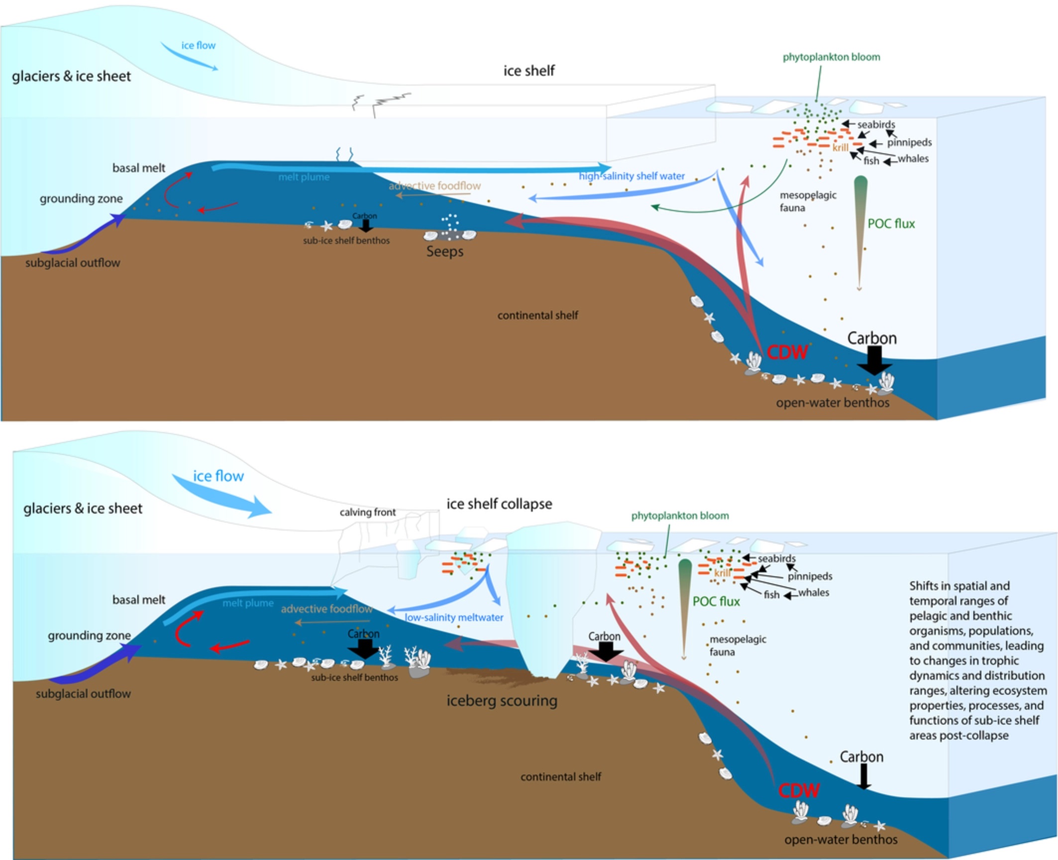 Antarctic ecosystem responses following ice‐shelf collapse and iceberg ...