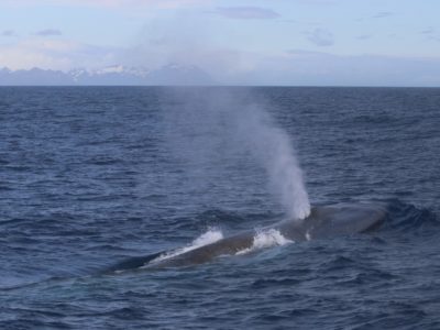 South Georgia blue whales five decades after the end of whaling ...