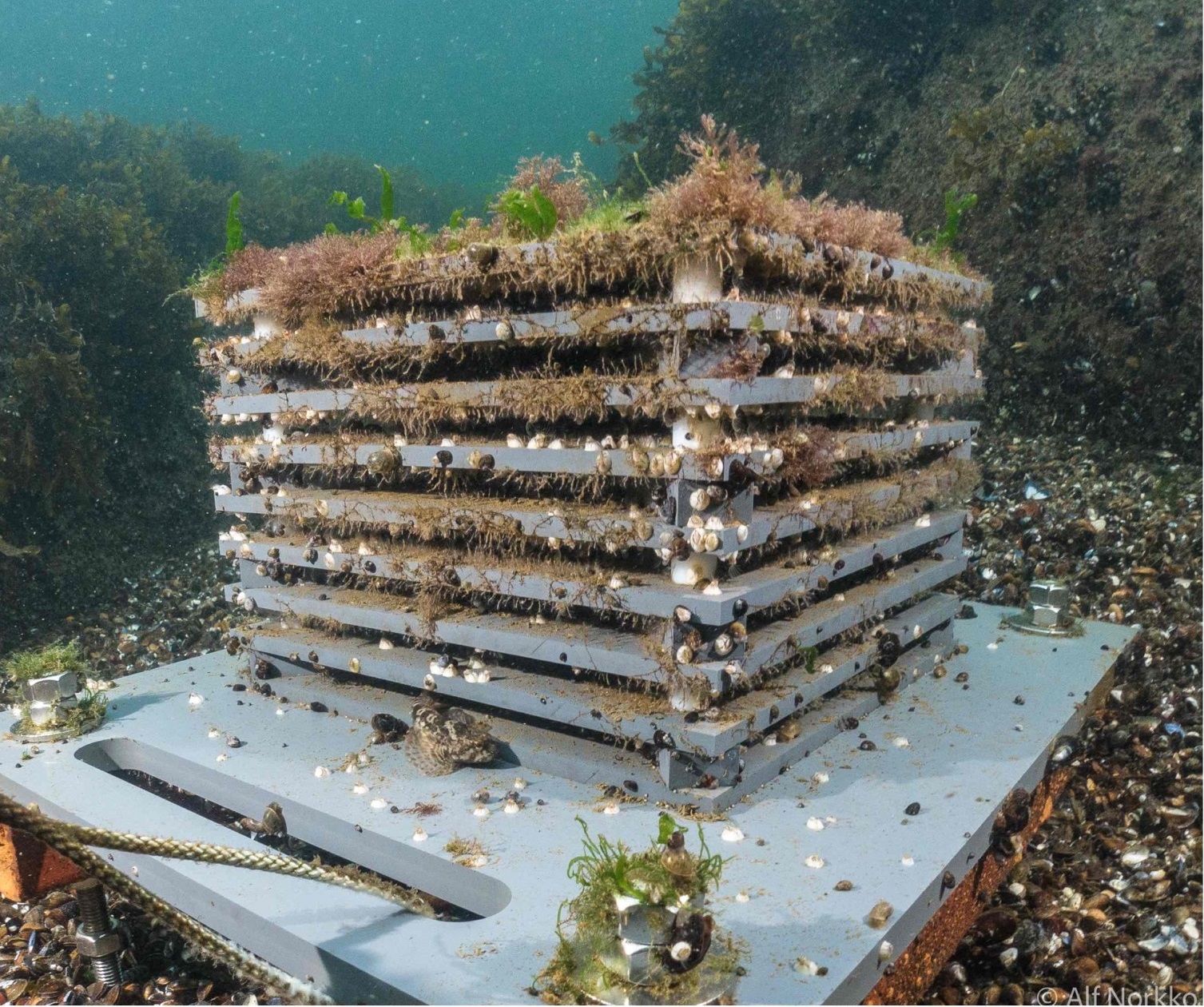 A marine biodiversity observation network for genetic monitoring of ...