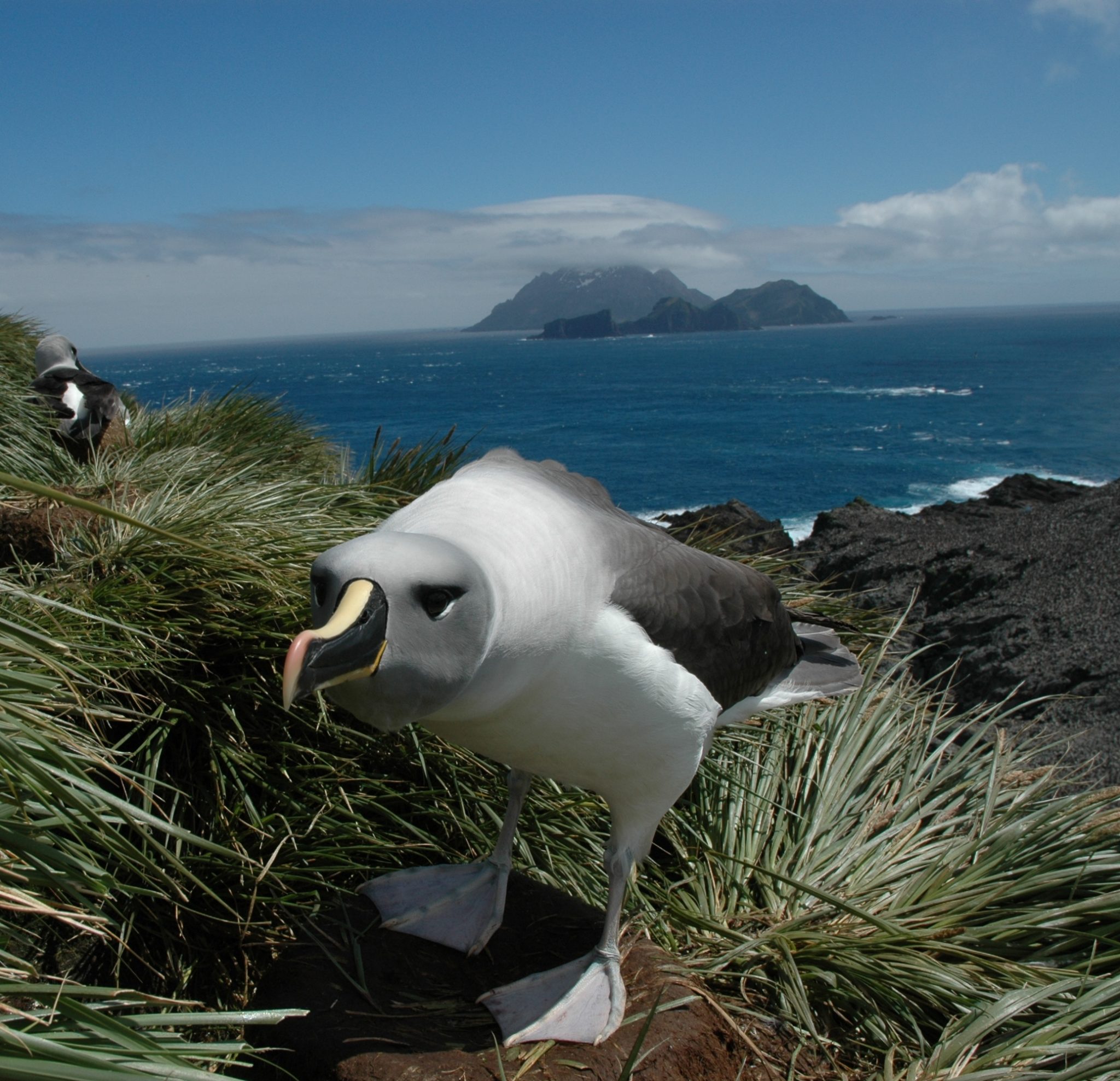 Tracking juveniles confirms fisheries-bycatch hotspot for an endangered ...