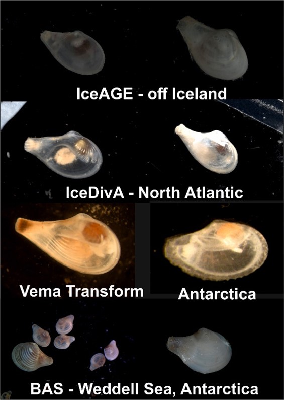 Blog: My 'silver anniversary' research cruise - British Antarctic ...