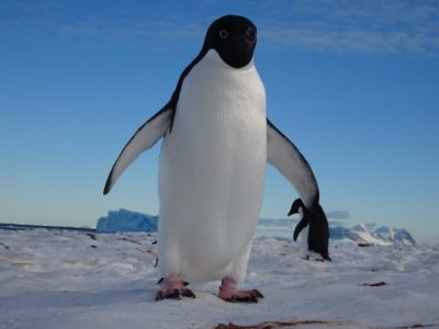 Study sheds light on penguin evolution - British Antarctic Survey - News