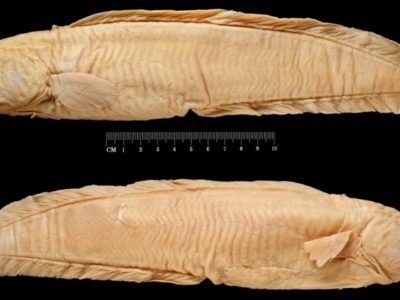 The taxonomic identity and distribution of the eel cod Muraenolepis ...