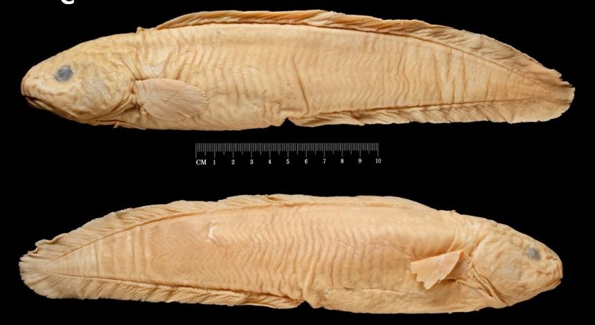 The taxonomic identity and distribution of the eel cod Muraenolepis ...