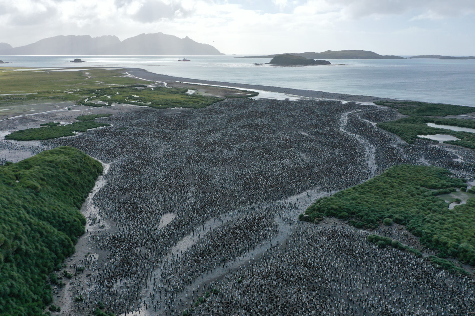 An eye in the sky: monitoring animal colonies using drones in the ...