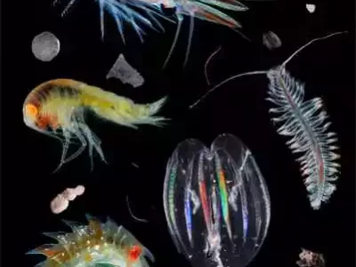 Modelling the biogeographic boundary shift of Calanus finmarchicus ...