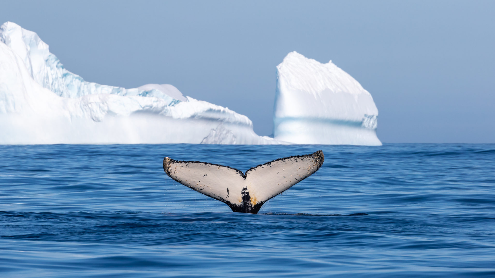 Hungry humpbacks: New surveys show an abundance of humpback whales on ...
