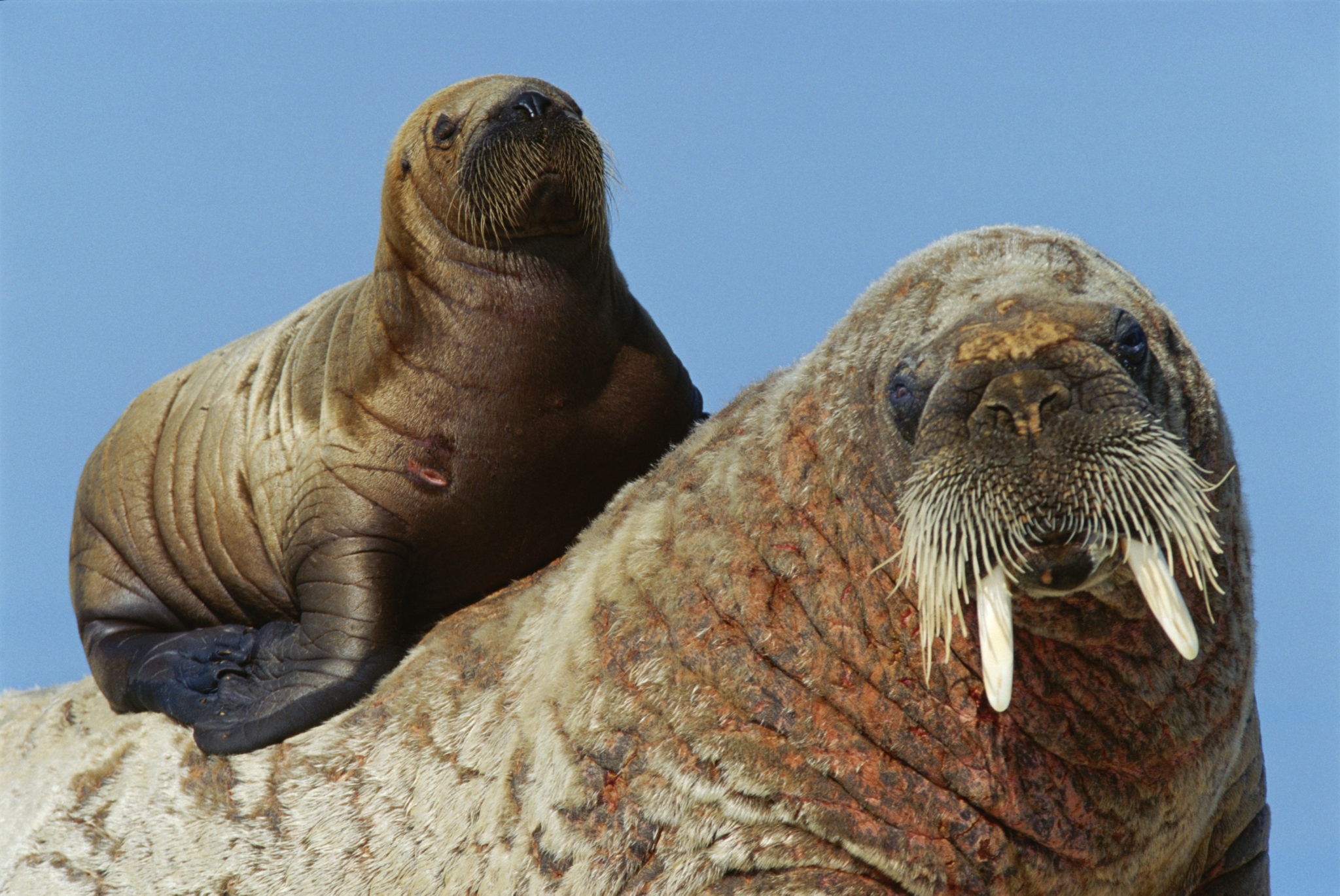 WALRUS FROM SPACE: Animal spotters wanted to join mass survey ...