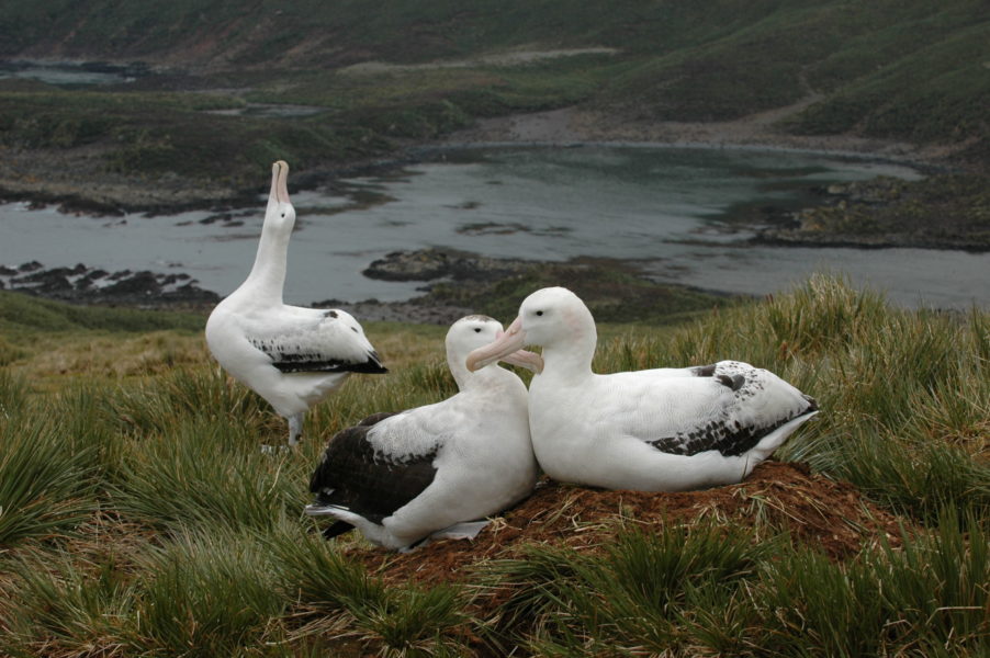 Albatrosses from Space - British Antarctic Survey