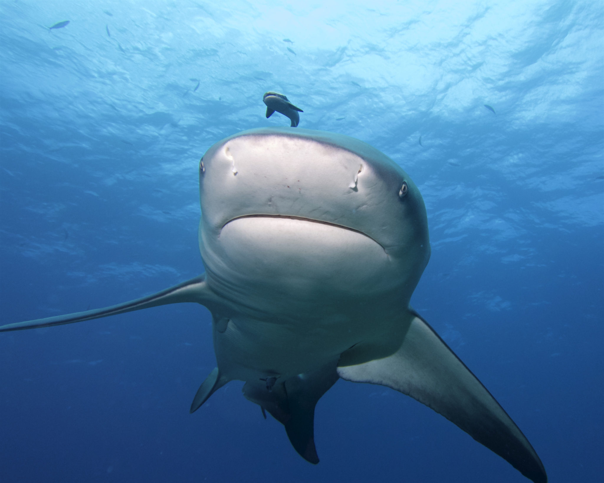 Mysterious lives of sharks and rays revealed - British Antarctic Survey