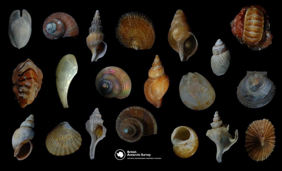 Darwin Plus SO Red Listing - British Antarctic Survey