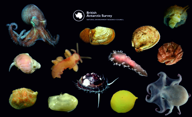 Darwin Plus SO Red Listing - British Antarctic Survey