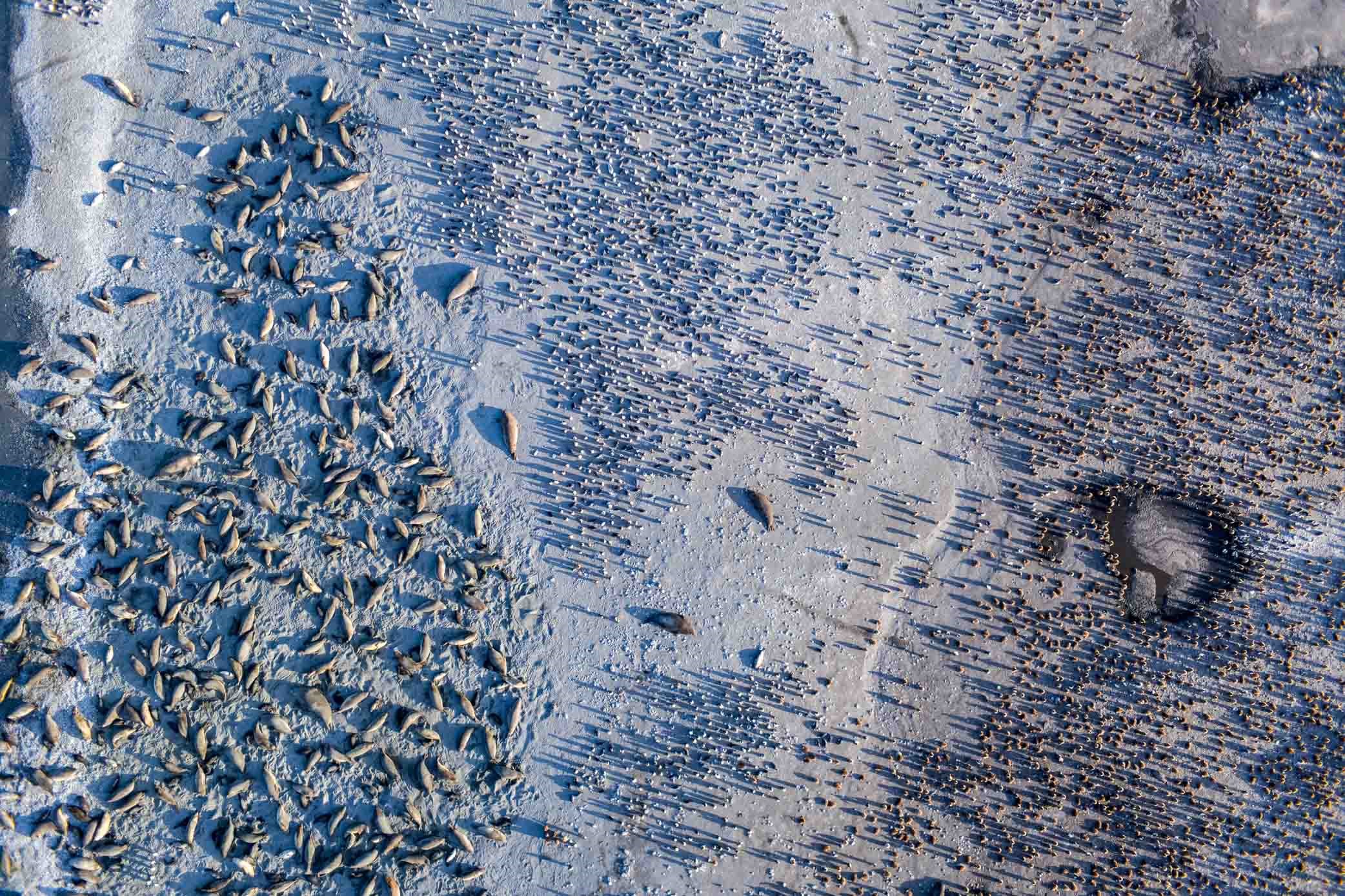 Drones survey wildlife populations in remote Sub-Antarctic island ...