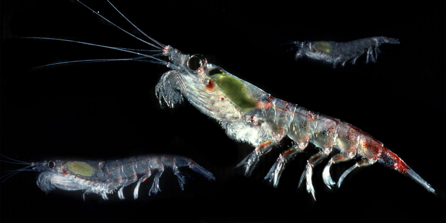 Safeguarding Antarctic krill stocks for baleen whales - British ...
