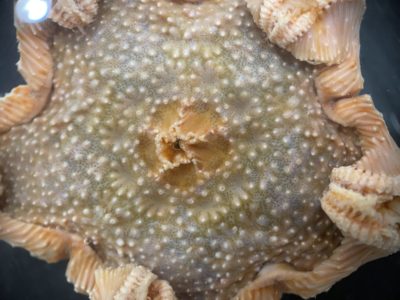 Breaking records and exploring life in the abyss - British Antarctic Survey