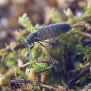 News and Press Releases - British Antarctic Survey