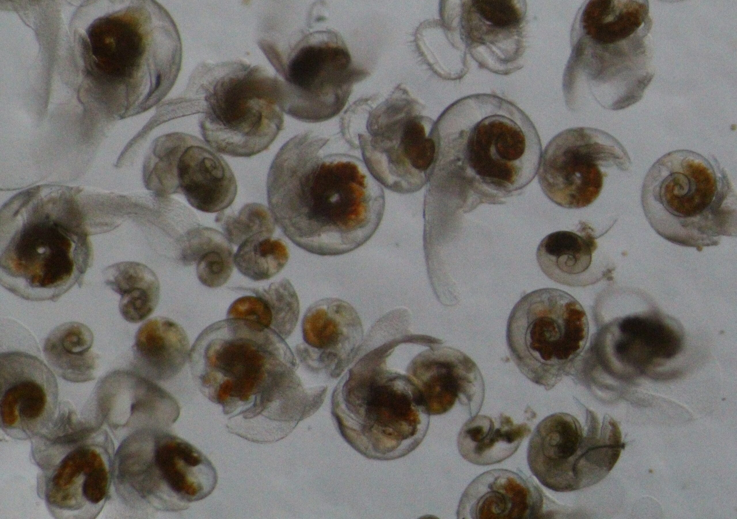 Sea butterfly life cycle threatened by climate change - British ...