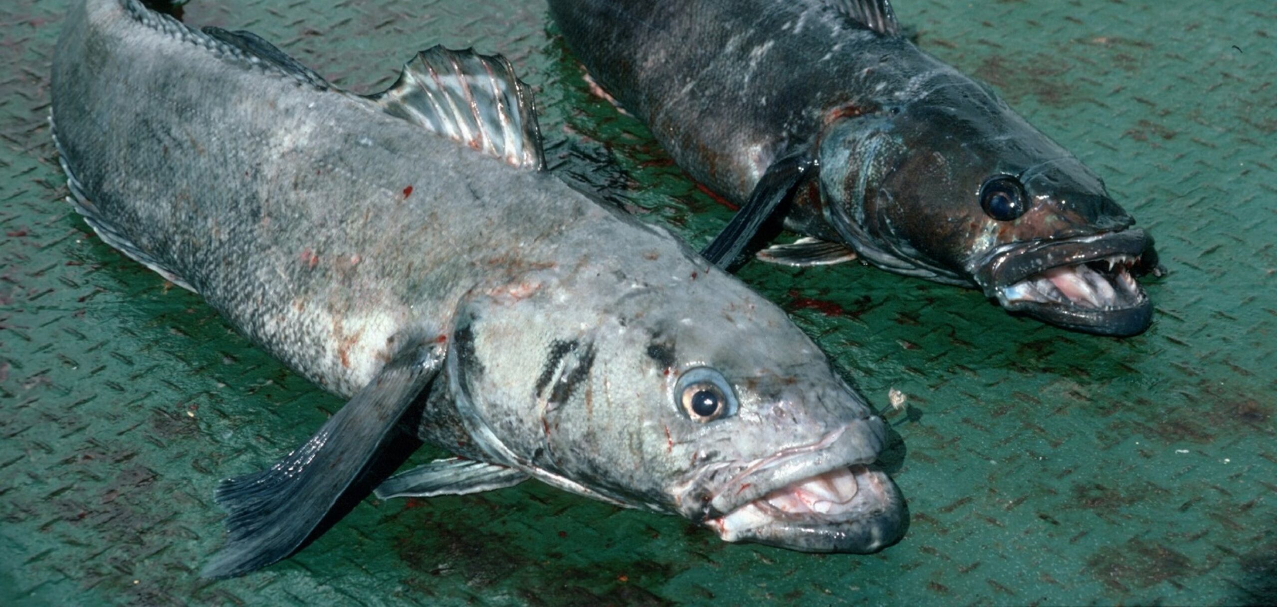 Evaluating climate change risks to Patagonian and Antarctic toothfish ...