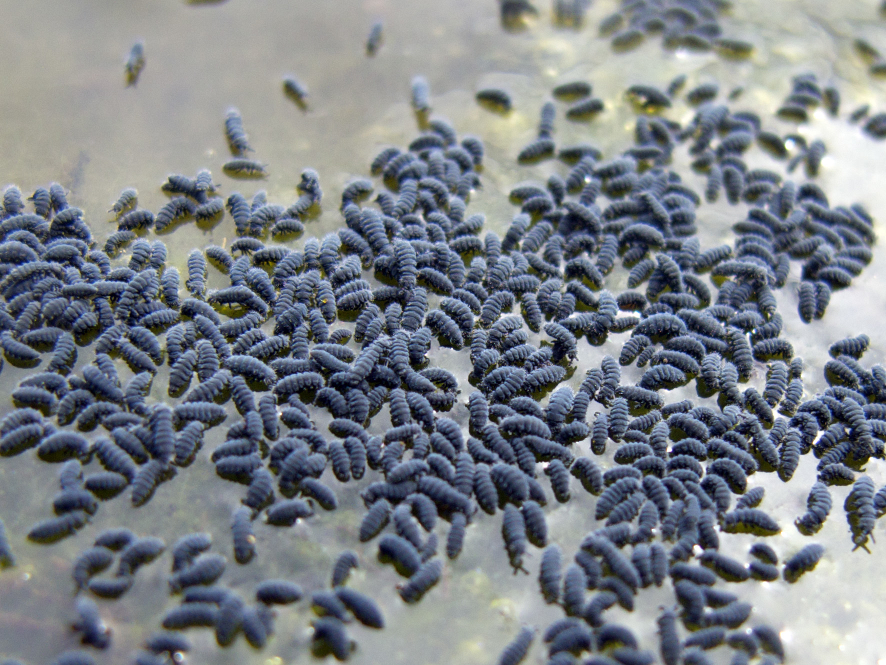 DNA Detectives: New ways to spot Southern Ocean hitchhikers - British ...