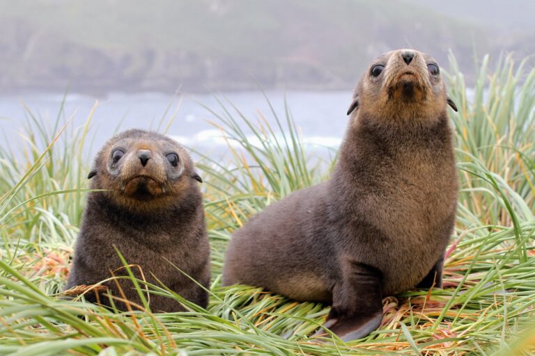 Emperor penguin and Antarctic fur seal now Endangered due to climate ...