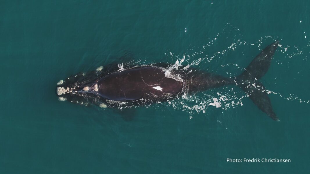 Hungry Humpbacks - British Antarctic Survey - Project