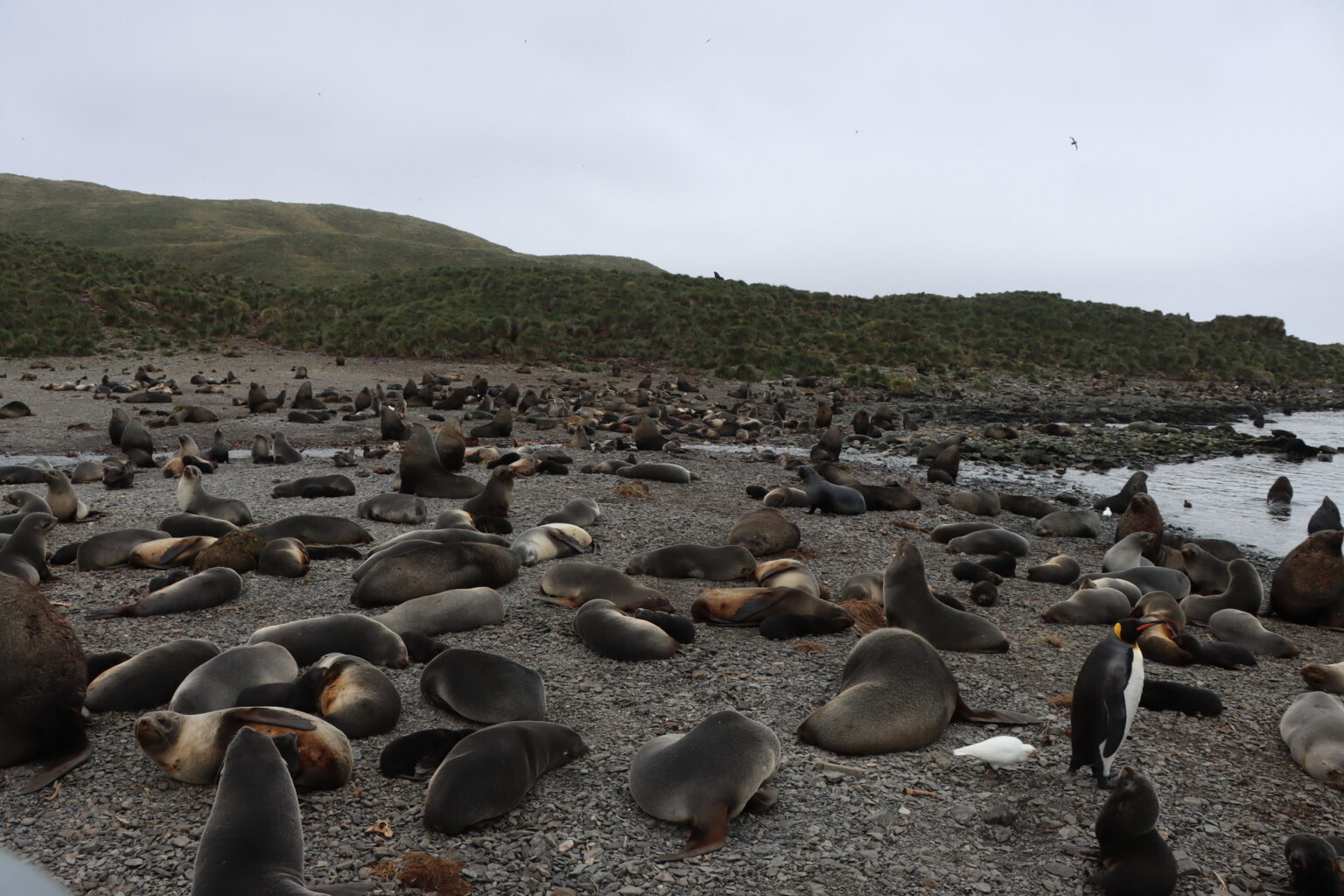 New threat to Antarctic fur seals - British Antarctic Survey - News