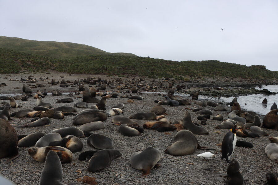 New threat to Antarctic fur seals - British Antarctic Survey