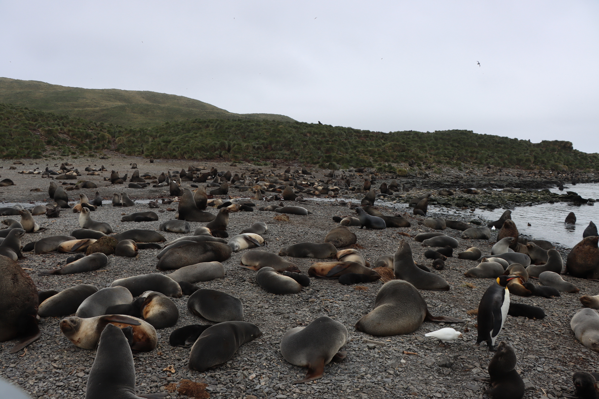 New threat to Antarctic fur seals - British Antarctic Survey - News