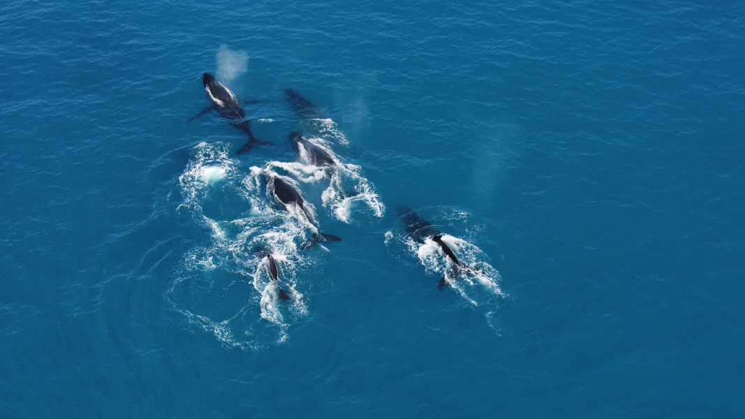 Hungry Humpbacks - British Antarctic Survey - Project