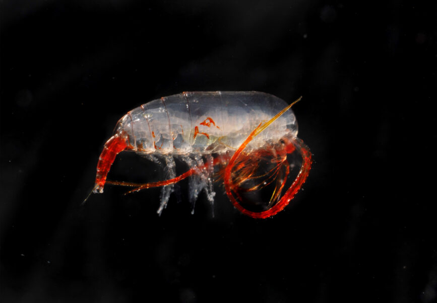 First Antarctic research mission on polar ship - British Antarctic Survey